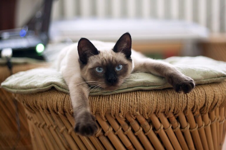 Siamese kat: alles wat je moet weten over de Siamees