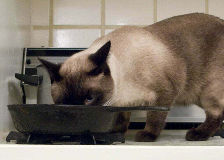 Siamese kat: alles wat je moet weten over de Siamees
