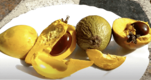 Exotisch fruit: 7 tropische fruit soorten en hun voordelen